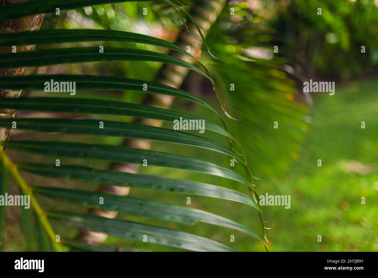 Exotic Palms Beach Resort Grounds. Beautiful Palm tree leaves close up ...