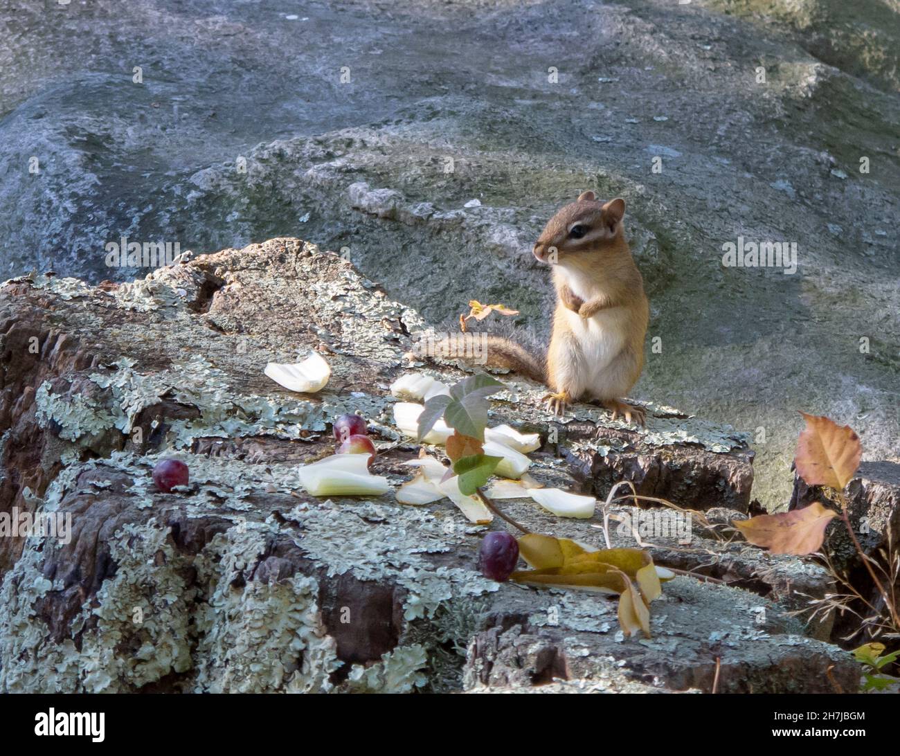 Chipmonk in Rye New York Stock Photo - Alamy
