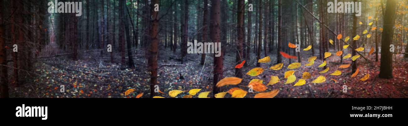 Autumn tree leaves falling on dark scary autumn forest panoramic banner ...