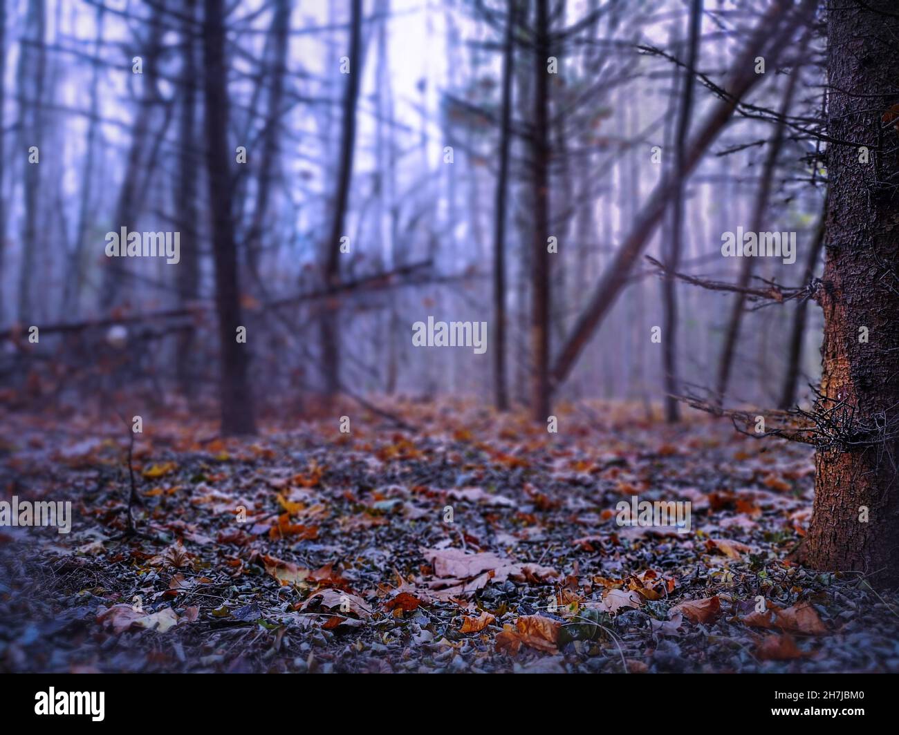 Magical forest scene. Forest with rural magical fog Stock Photo - Alamy