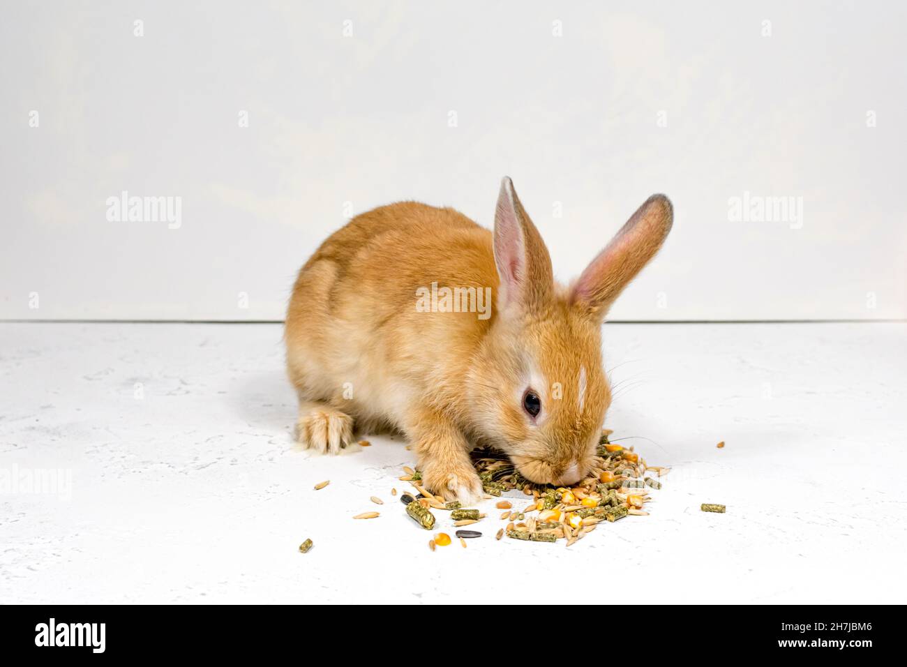 Redhead rabbit eating pet food on a white background. The concept of ...