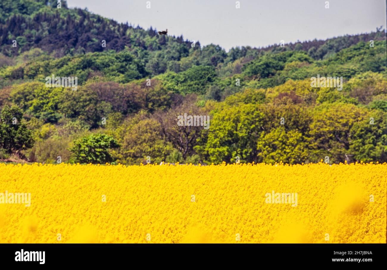Canola sweden hi-res stock photography and images - Alamy