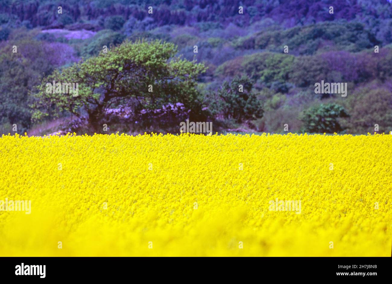 Canola sweden hi-res stock photography and images - Alamy