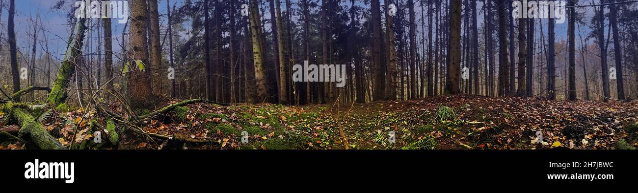 Dark scary night autumn forest wide horizontal format banner. Spooky ...