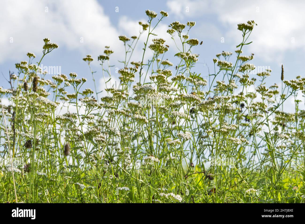 Yarrow field hi-res stock photography and images - Alamy
