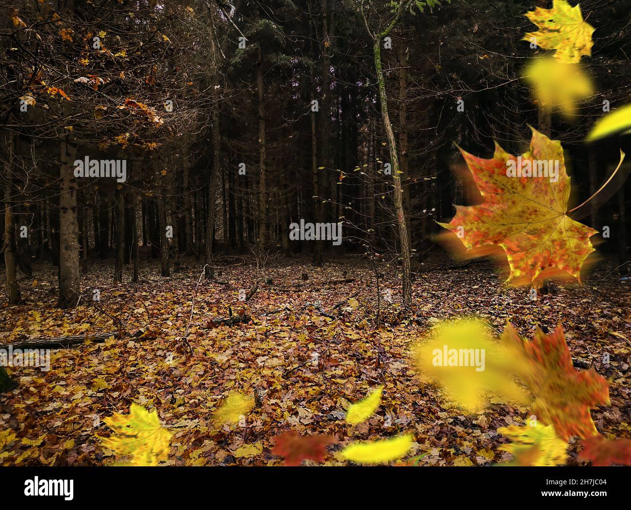 Creepy trees hi-res stock photography and images - Alamy