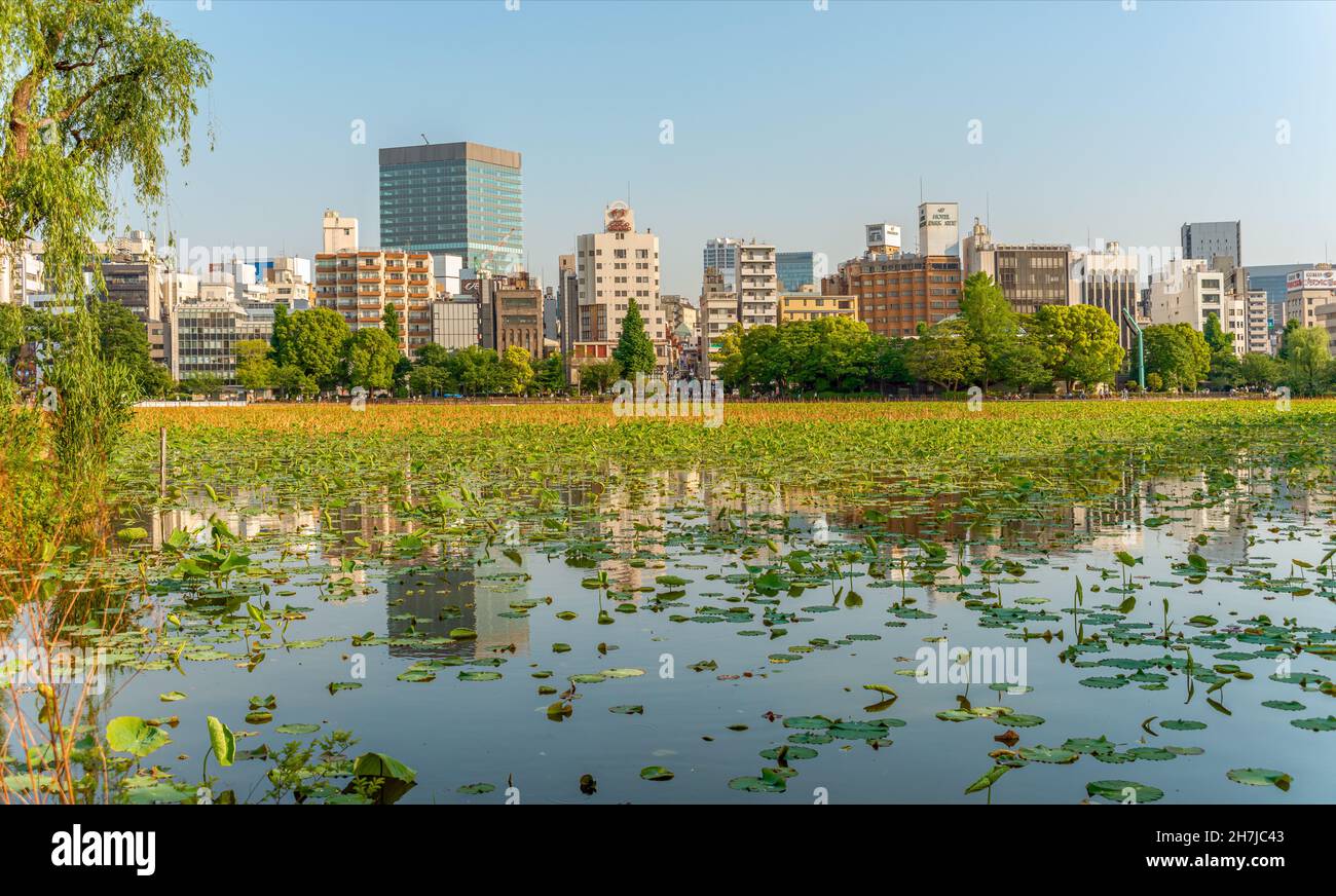 Shinobazu pond in Ueno Park, with the Ueno skyline in the background ...