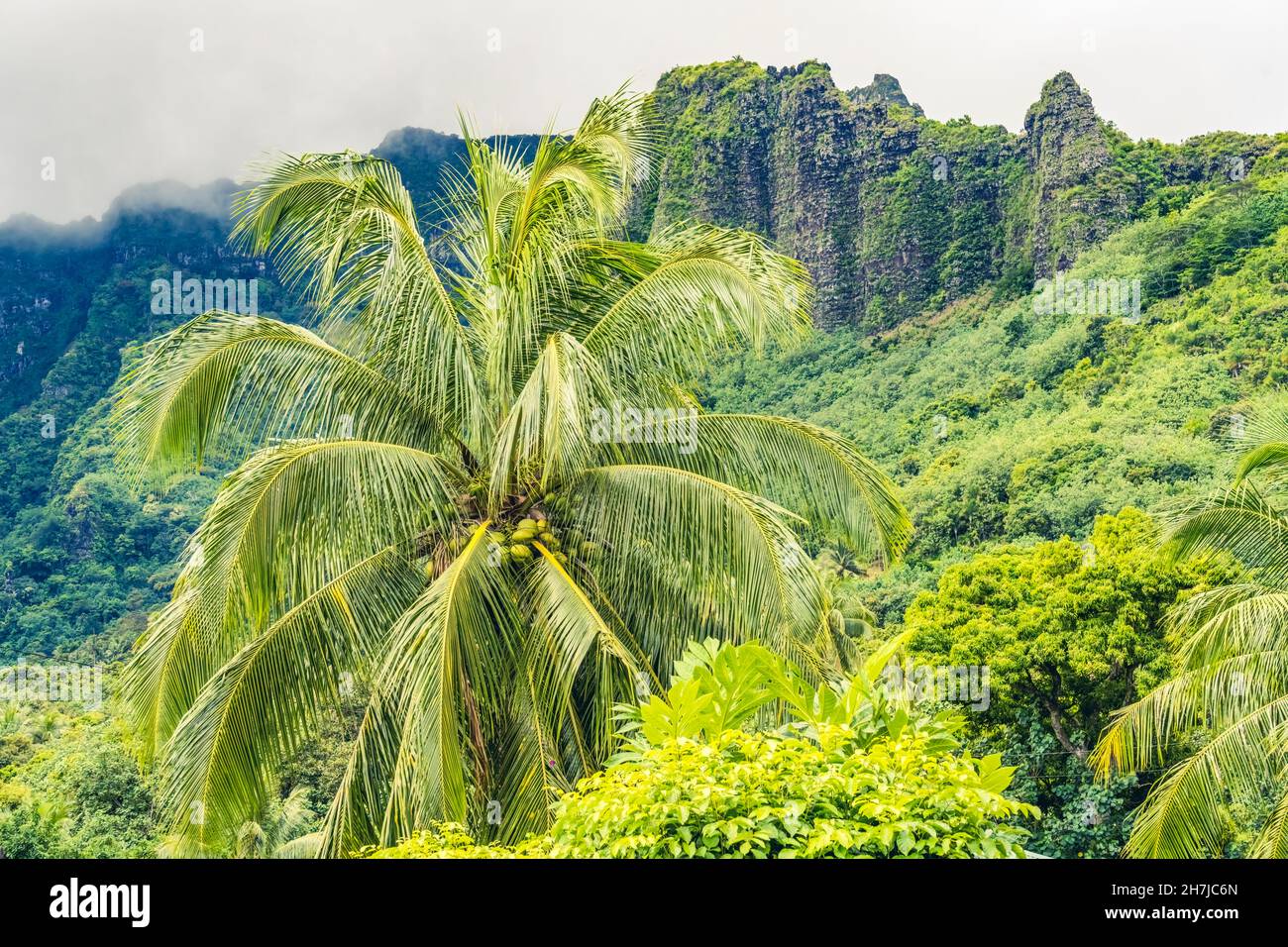 Coconut Palm Green Mountain Moorea Tahiti French Polynesia Stock Photo ...
