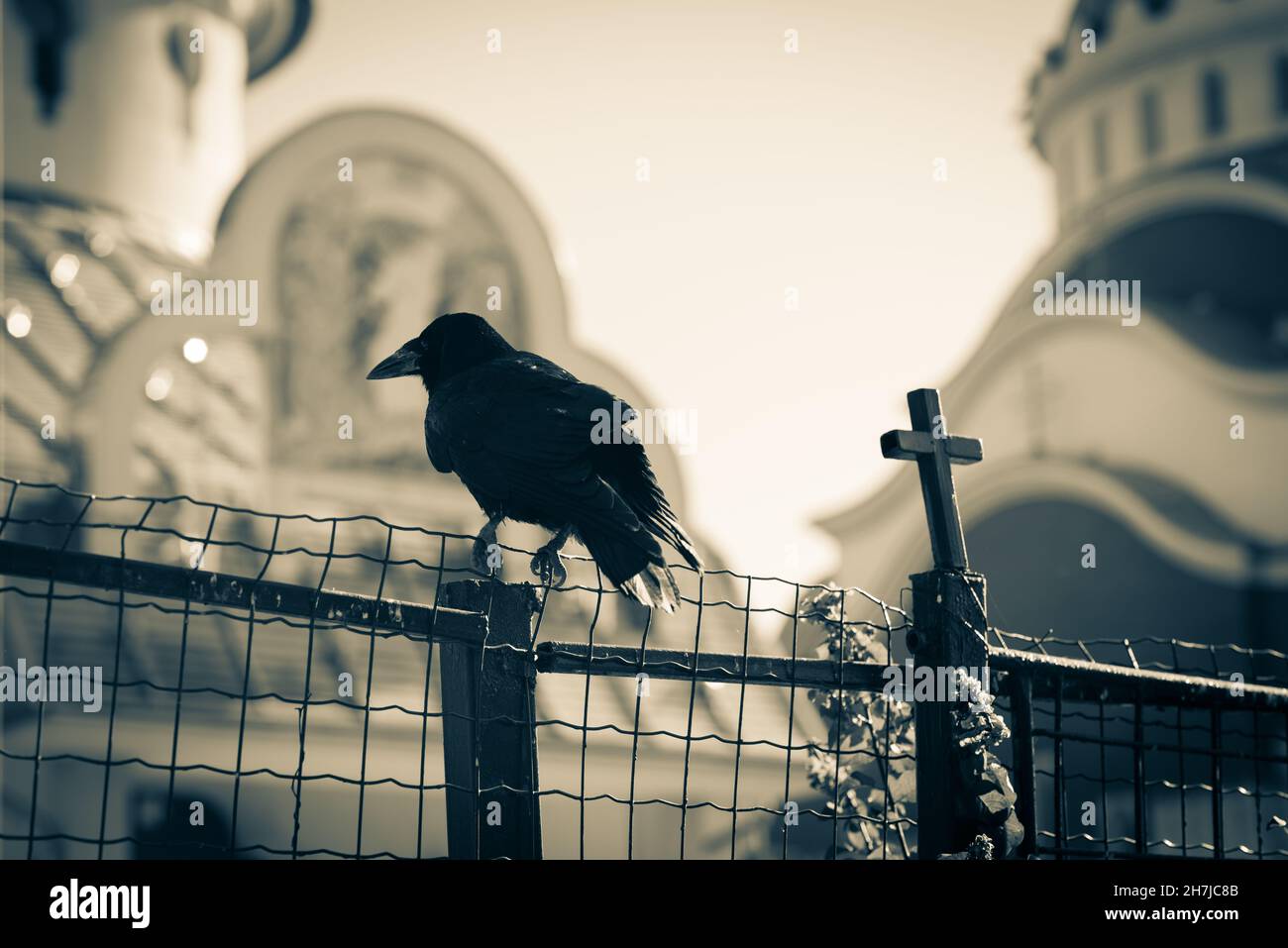 raven sitting on a fence Stock Photo - Alamy