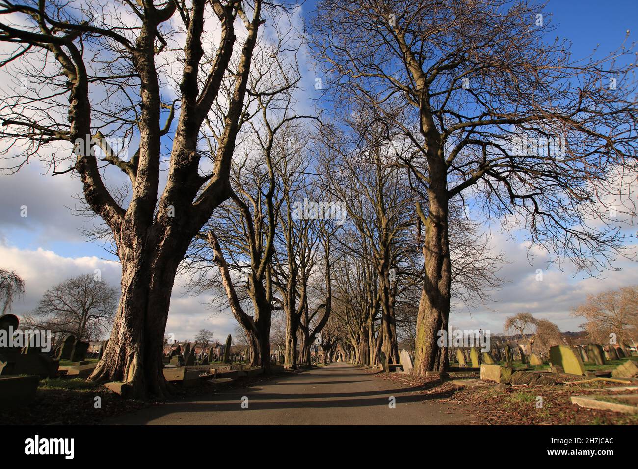 Old ancient trees england hi-res stock photography and images - Alamy