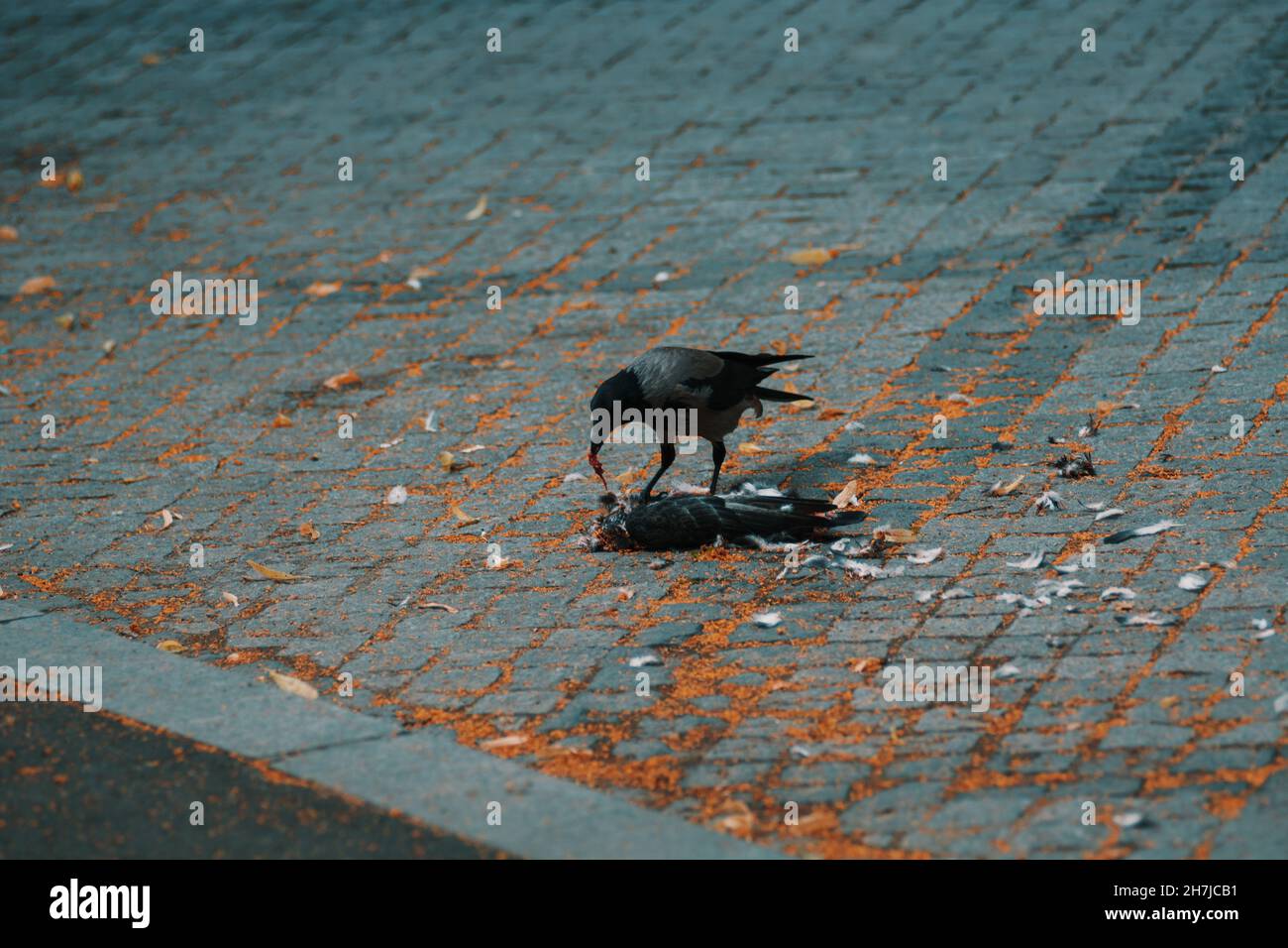 Raven dead hi-res stock photography and images - Alamy