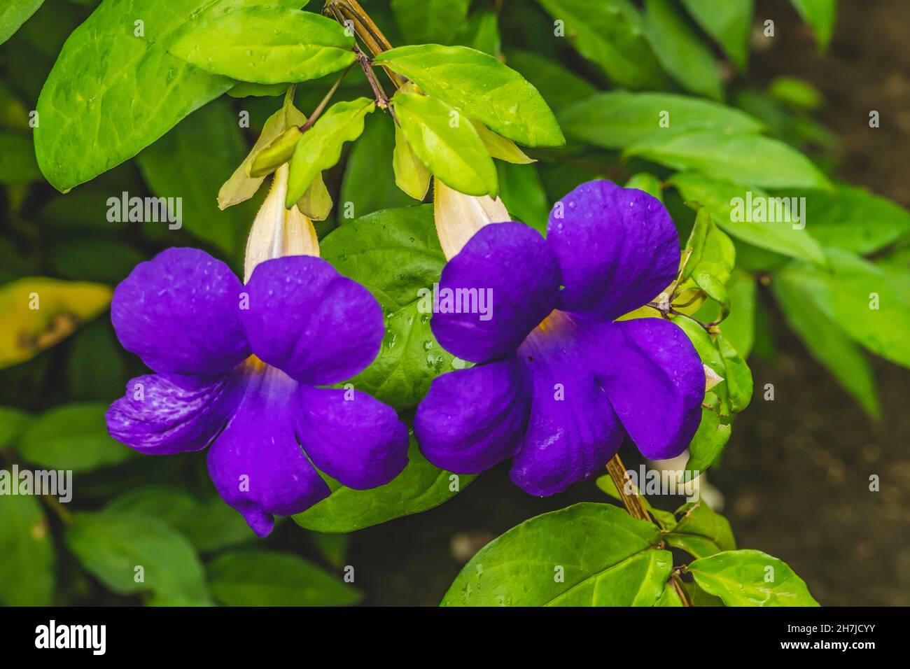Purple Flowers Bush Clockvine Potato vine Green Leaves Moorea Tahiti ...