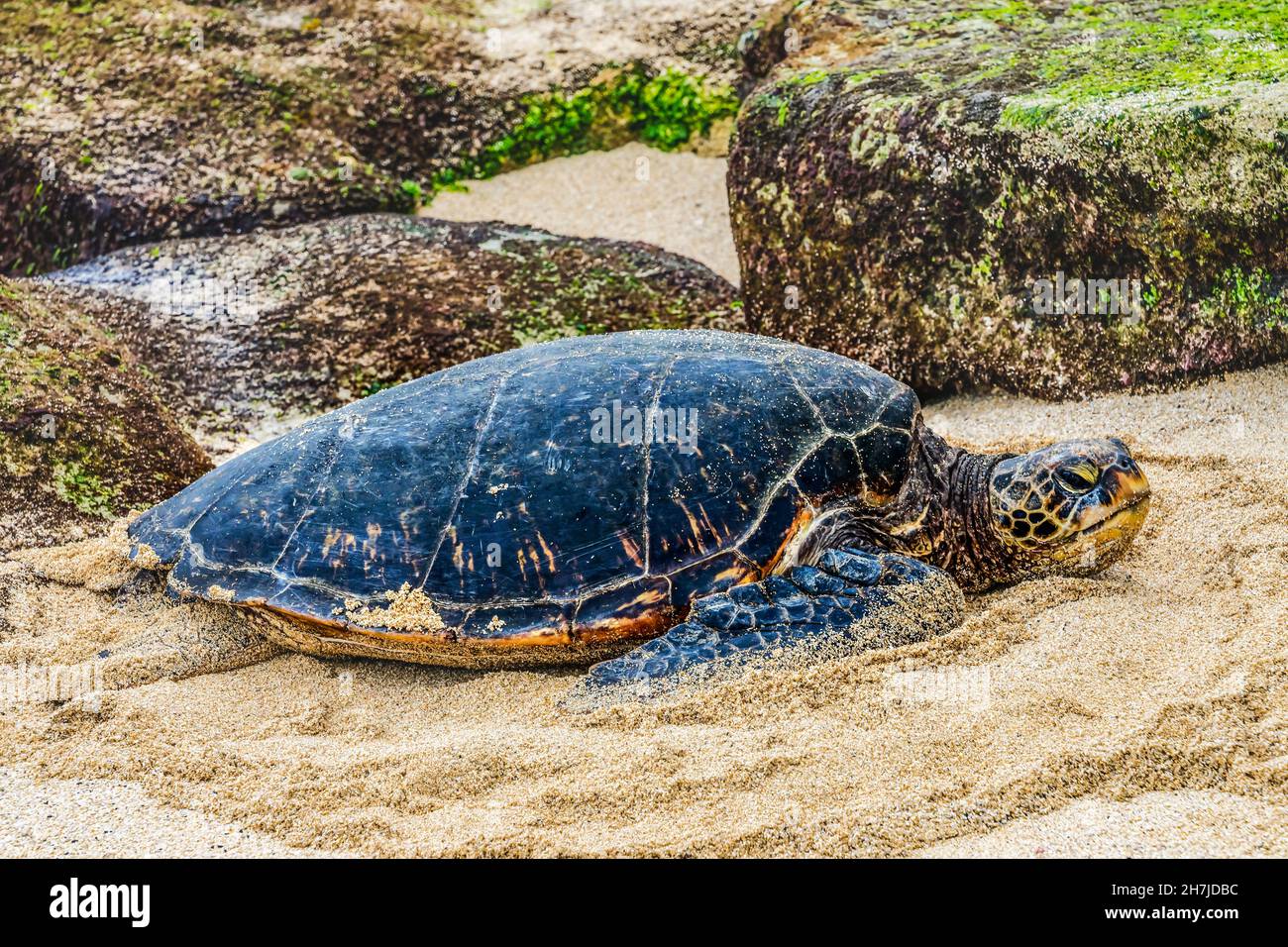 Green Sea Turtle Laying Eggs