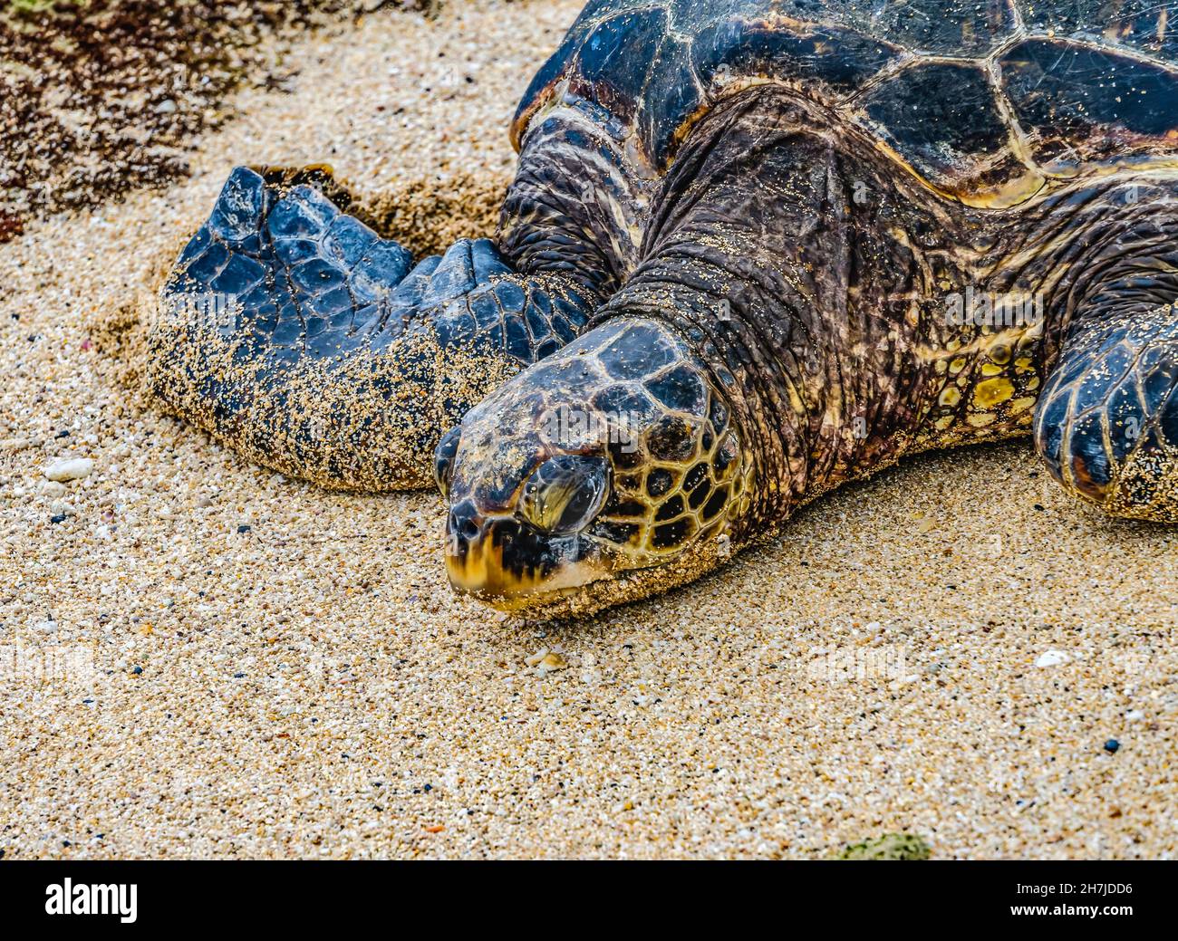 Sea turtle laying eggs hi-res stock photography and images - Alamy