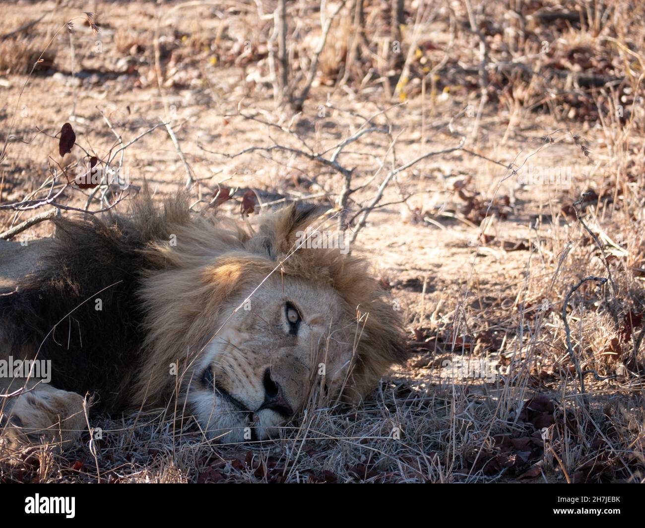 Beautiful tired lion lying on the ground Stock Photo - Alamy