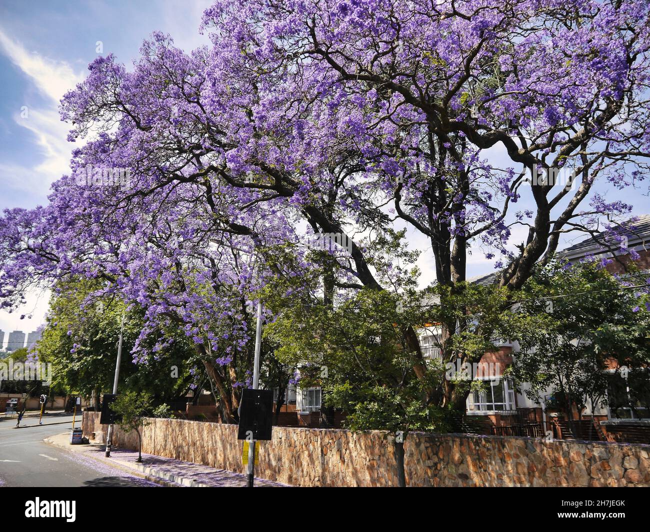 Jacaranda leaves hi-res stock photography and images - Alamy