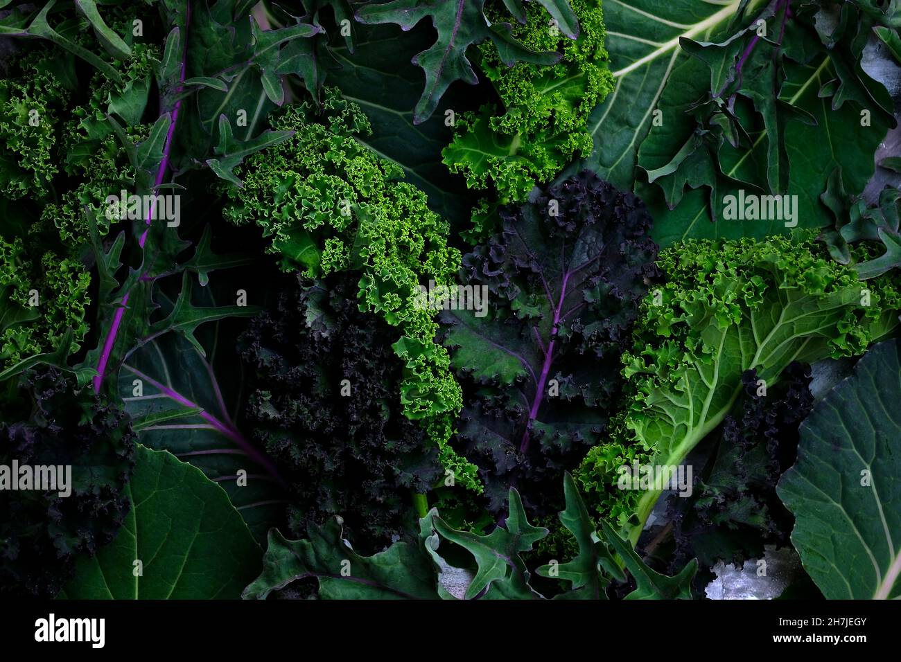 Different types of kale hi-res stock photography and images - Alamy