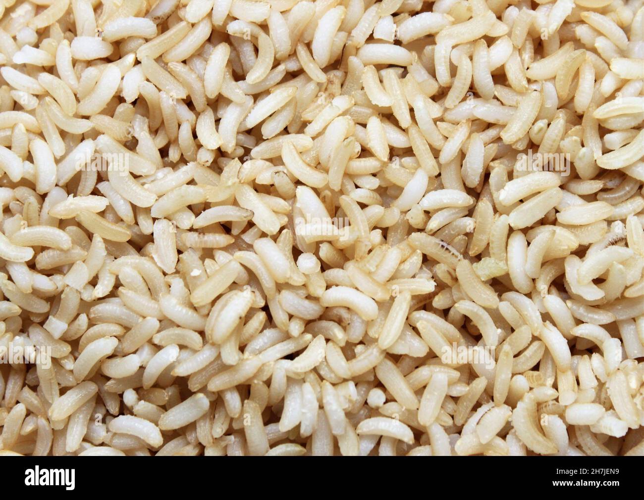 a bunch of white cooked rice grains close up Stock Photo - Alamy