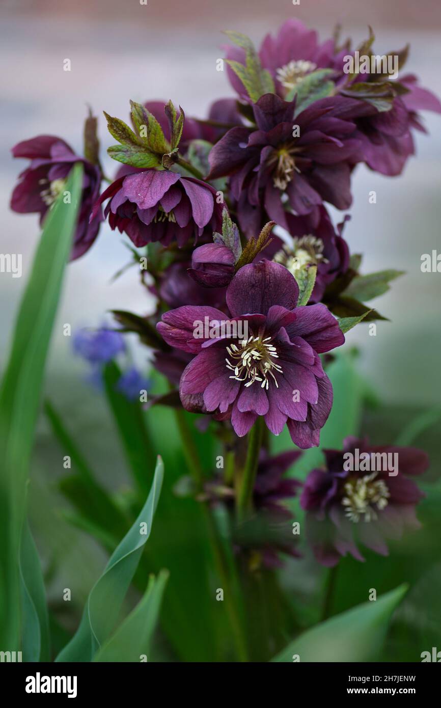 Purple hellebore niger hi-res stock photography and images - Alamy