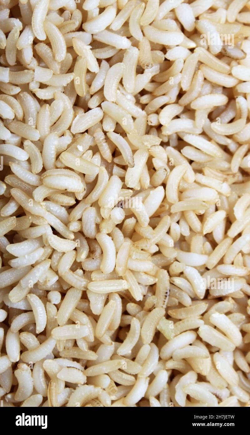a bunch of white cooked rice grains close up Stock Photo - Alamy