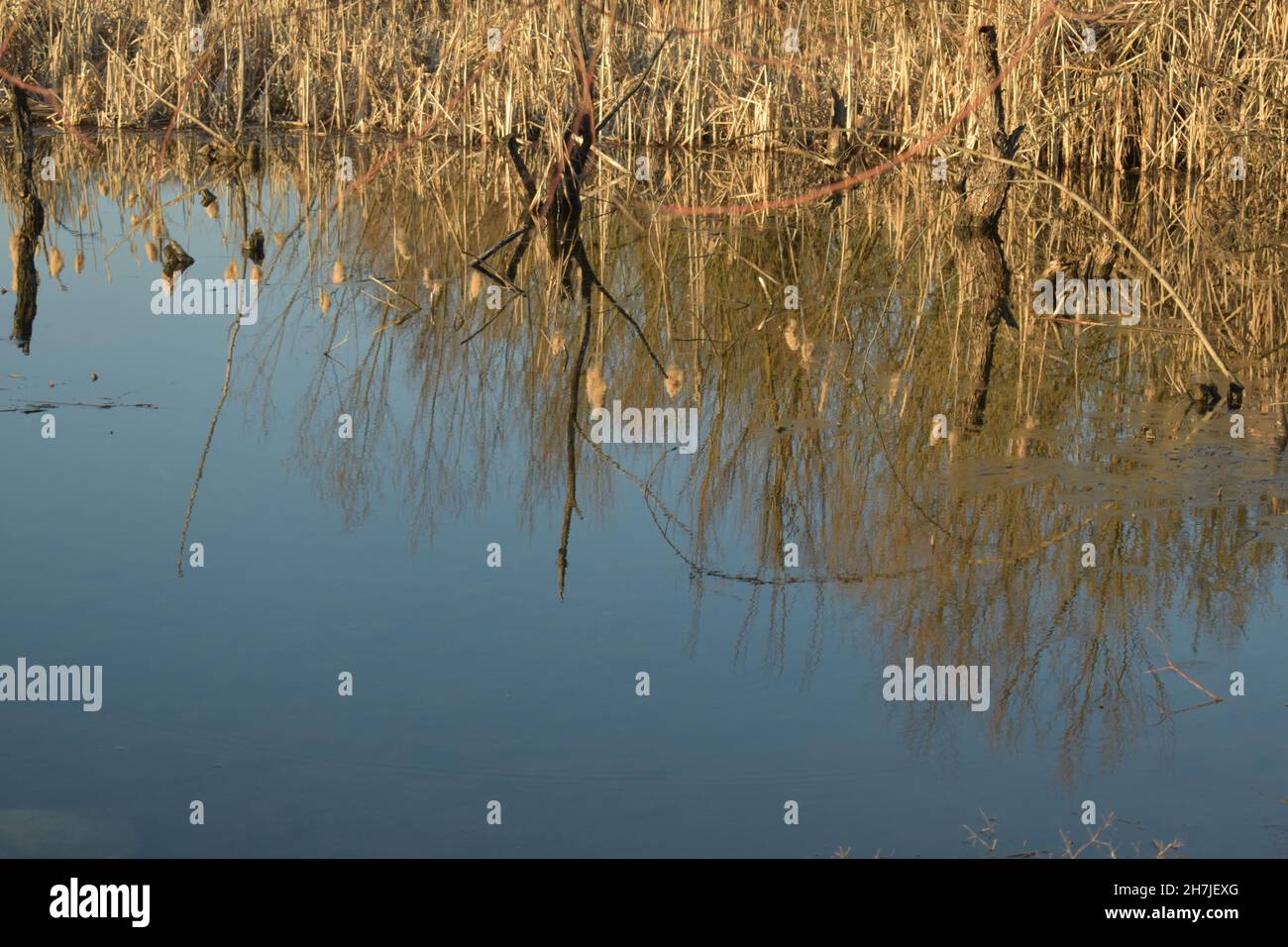 Long grass reeds growing hi-res stock photography and images - Alamy