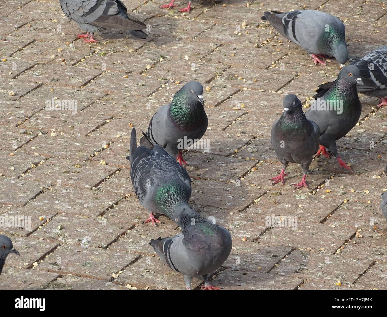 Pigeons in a square hi-res stock photography and images - Alamy