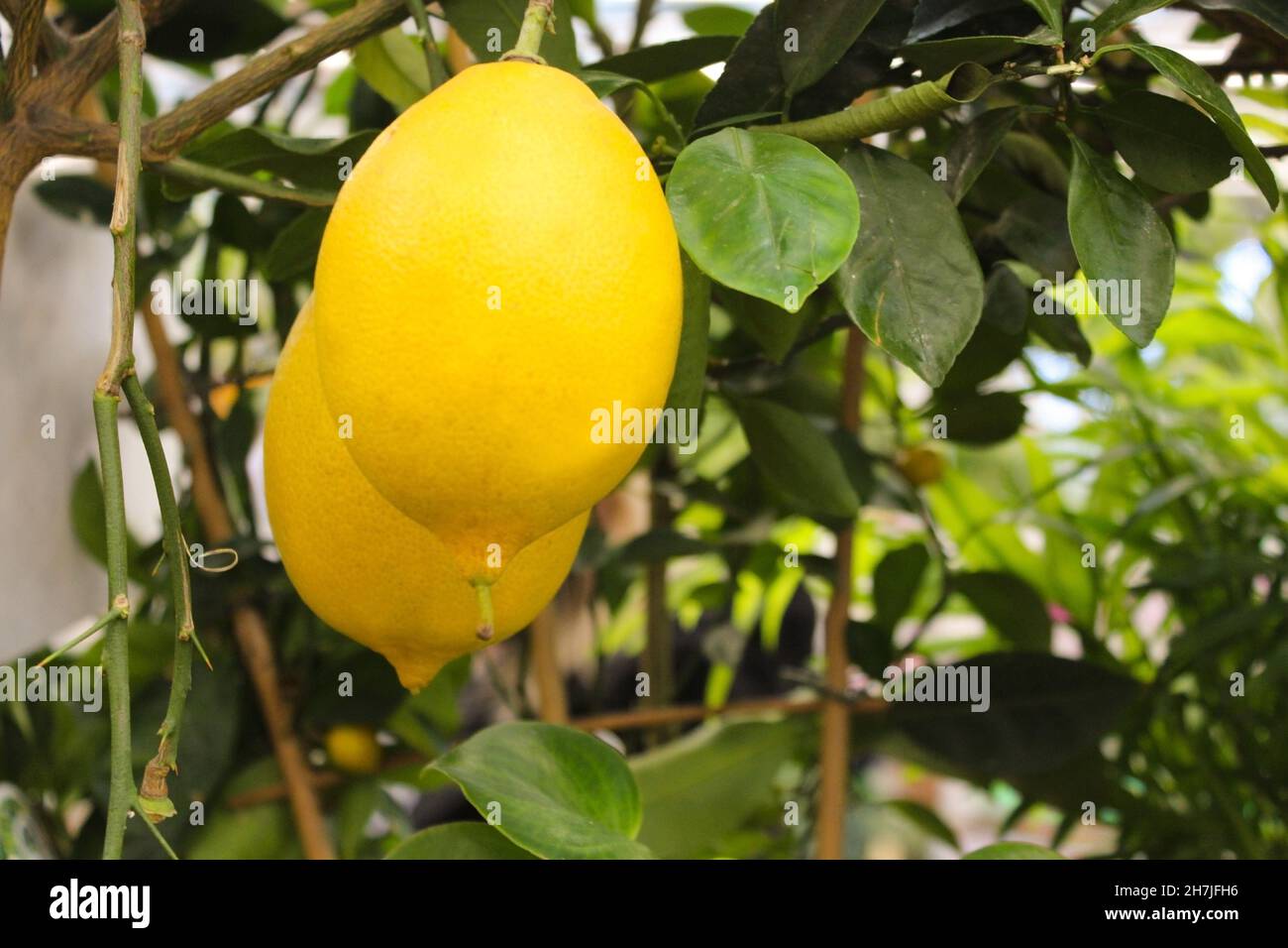 Yellow citrus lemon and green leaves. Growing fruit at home. Hobby ...