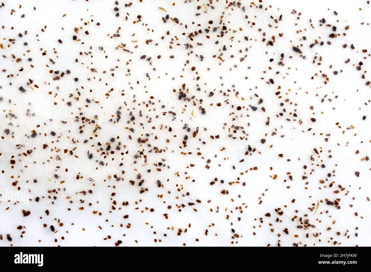 Body scrub with apricot pits background. Scrub for you with bone ...