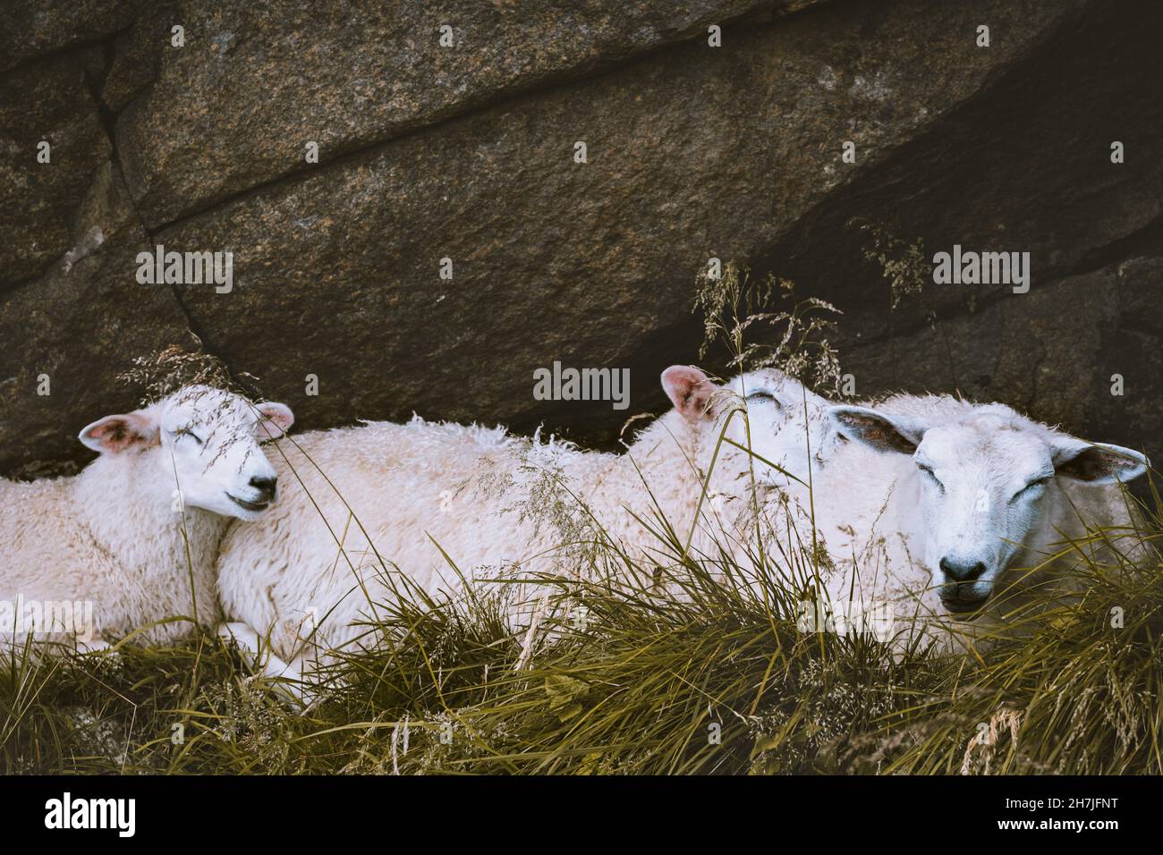 Sheep family sleeping together mother and lambs farm animals Stock ...