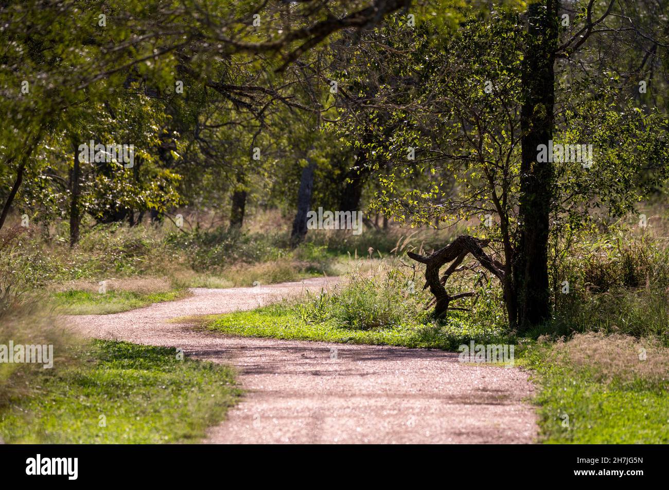 Winding path through the forest during the daytime Stock Photo - Alamy