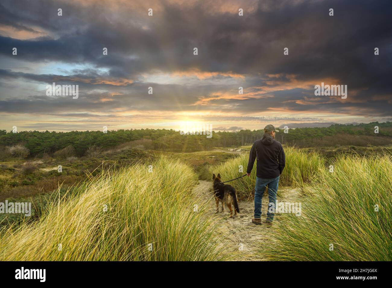 A man walks with his dog a German Shepherd on a sandy path between ...