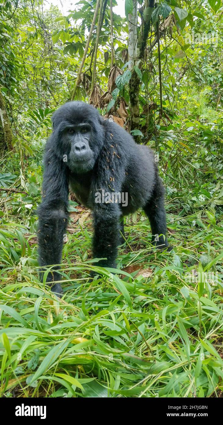 Beautiful chimpanzee in africa hi-res stock photography and images - Alamy