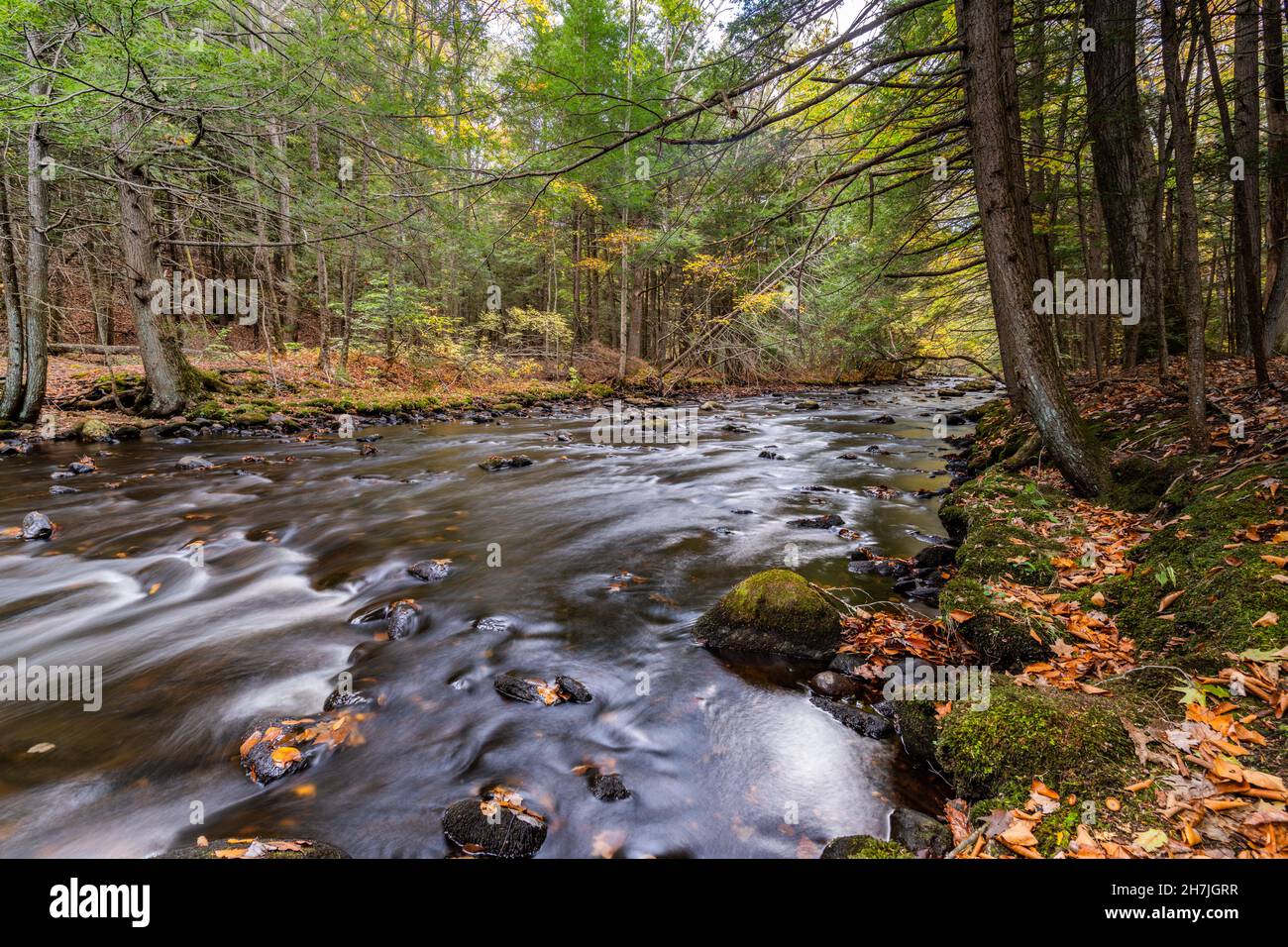 Bright summer day in the woods with a river stream running through the ...