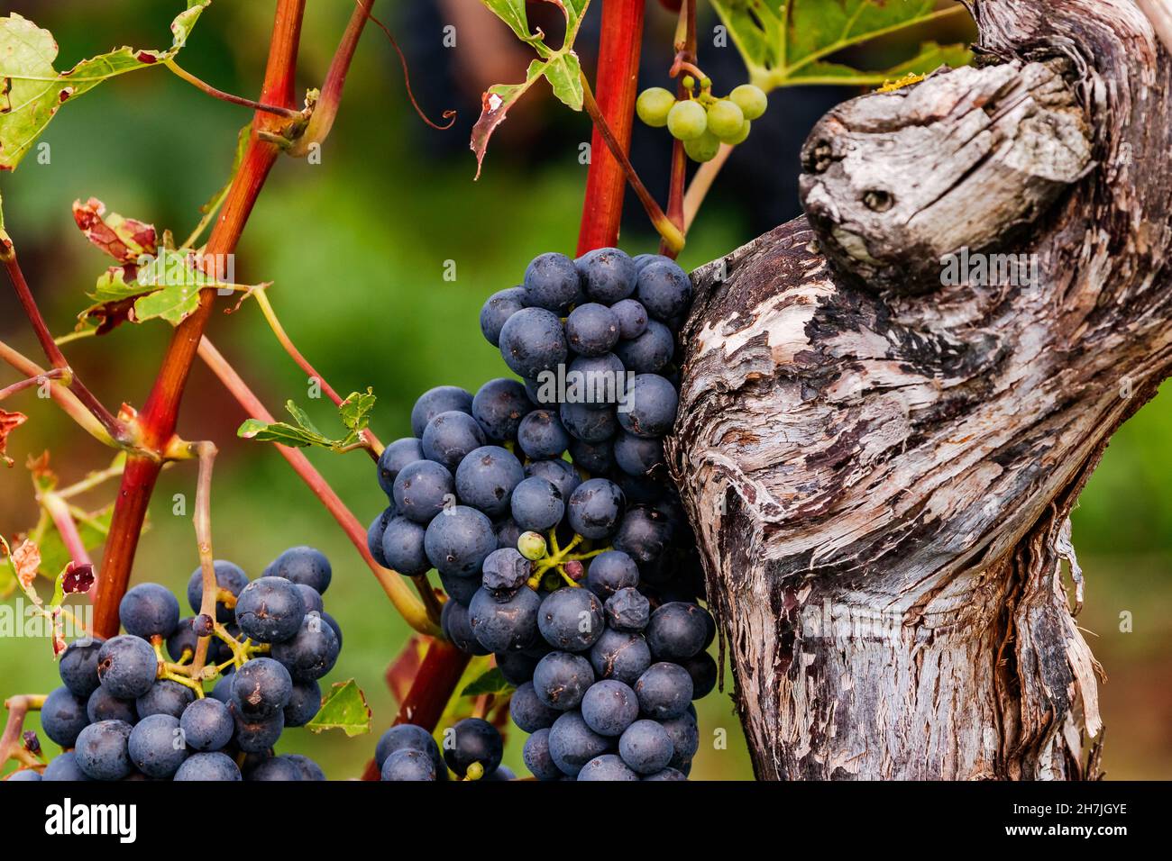 Blue grapes of the Regent variety grow on the slopes of the Palatinate ...