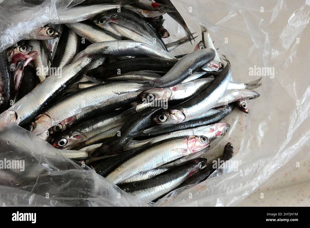 Sea anchovy in a plastic bag Stock Photo - Alamy