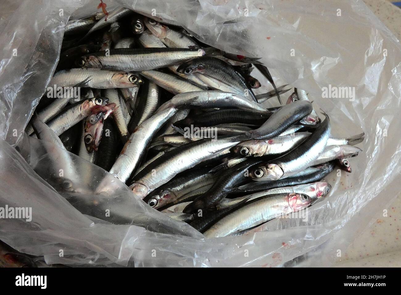 Black sea anchovy fish hi-res stock photography and images - Alamy