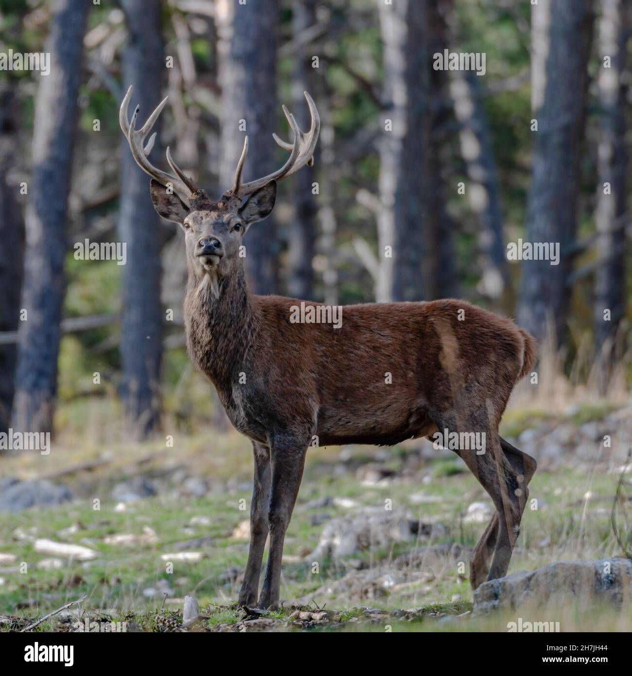 Hairy deer hi-res stock photography and images - Alamy