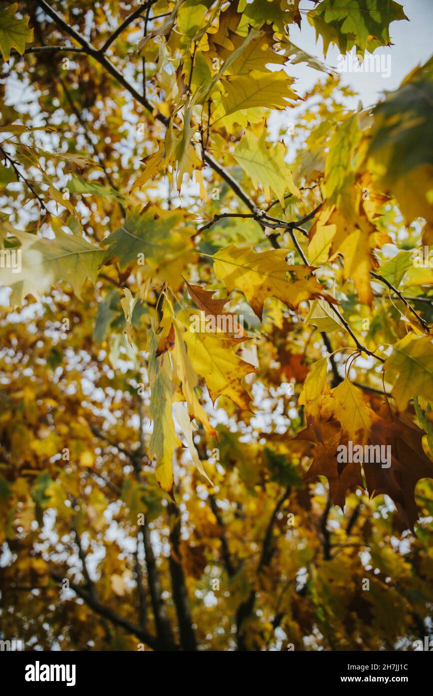 Closeup vertical shot of the yellow autumn leaves Stock Photo - Alamy