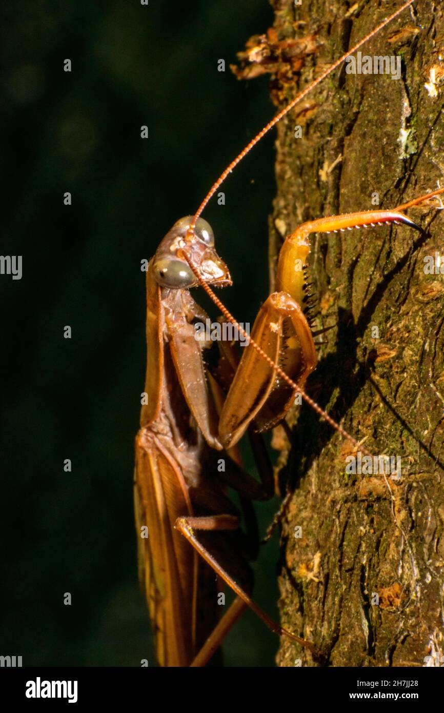 Scary insects hi-res stock photography and images - Alamy