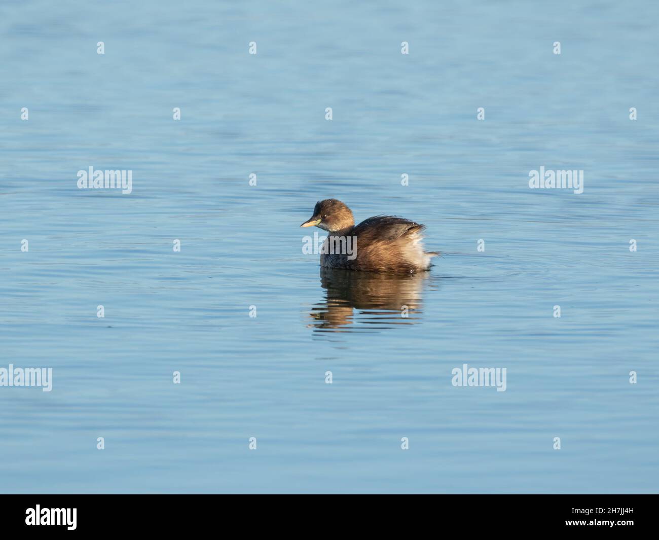 Little grebe (Tachybaptus ruficollis) in winter plumage on water Stock ...