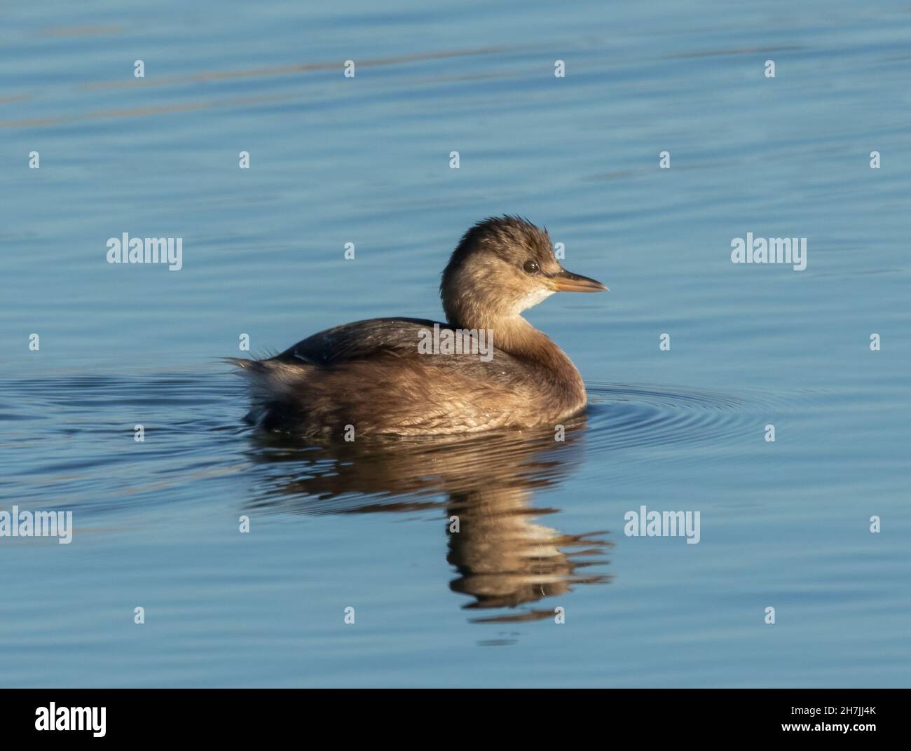 Little grebe (Tachybaptus ruficollis) in winter plumage on water Stock ...