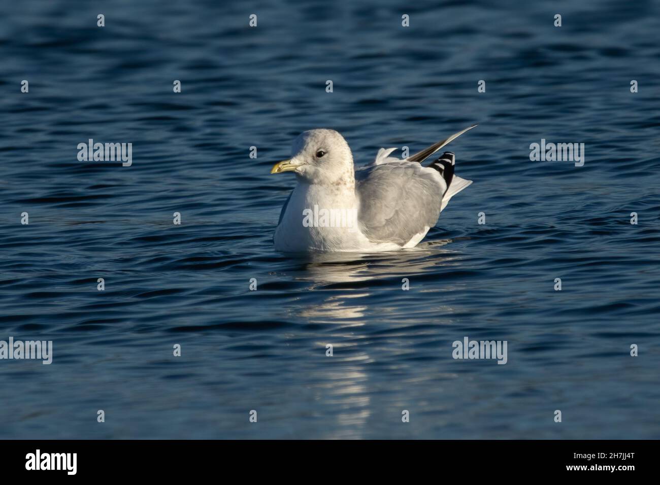 Common gull (Larus canus) in winter plumage on water Stock Photo - Alamy