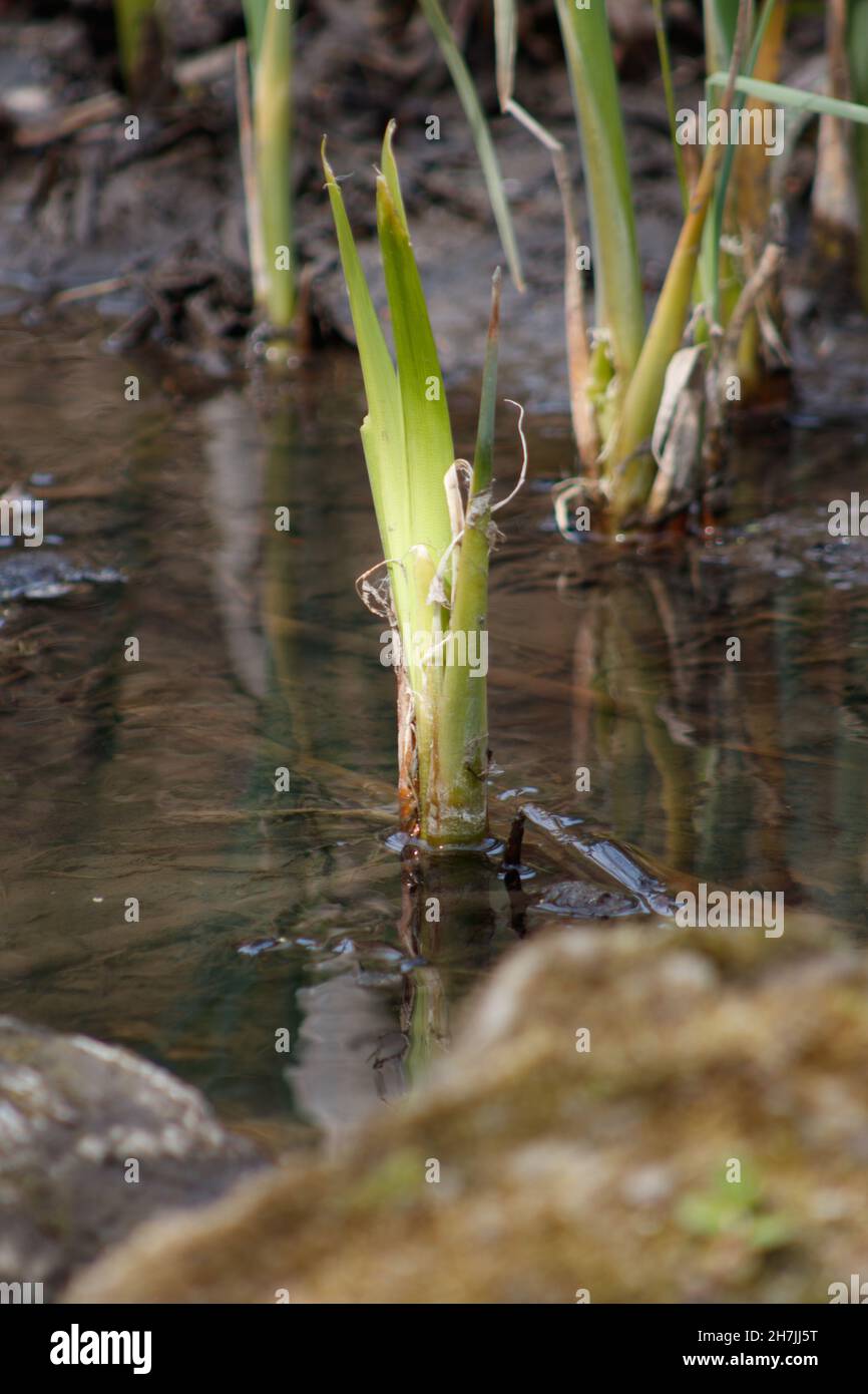 Vertical shot of muskrat root plants growing on the lakeshore Stock ...