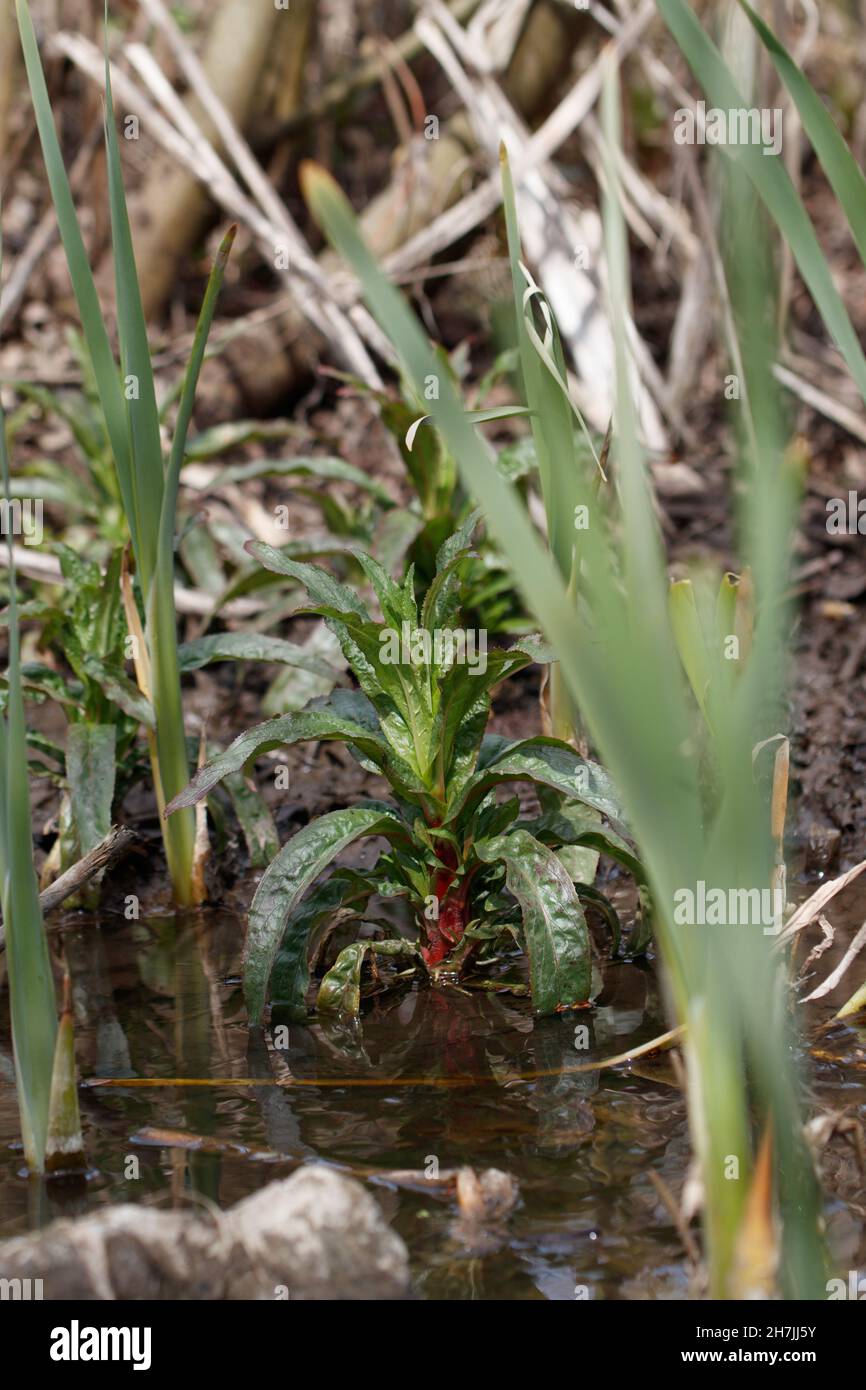 Muskrat root hi-res stock photography and images - Alamy