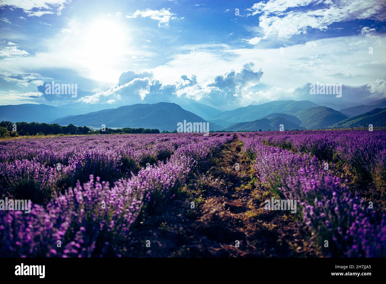 Lavender bulgaria hi-res stock photography and images - Alamy