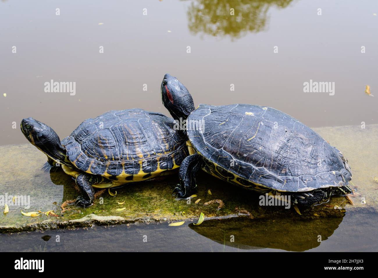 Two turtles laying in the sun heat near a lake in a sunny spring day ...