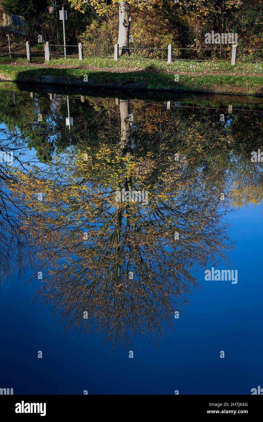 A tree reflected in the Bridgewater Canal at Lymm village, Cheshire, in ...
