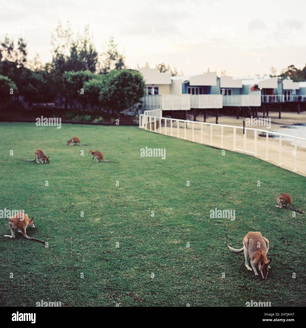 Golden Wallabies South Stradbrooke island, Queensland, Australia Stock ...