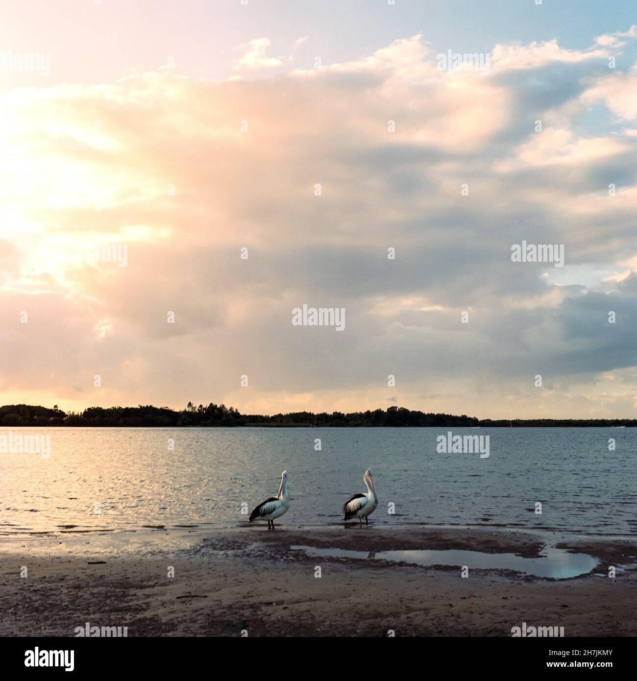 Pelicans at Cabbage Tree point, Queensland, Australia Stock Photo - Alamy