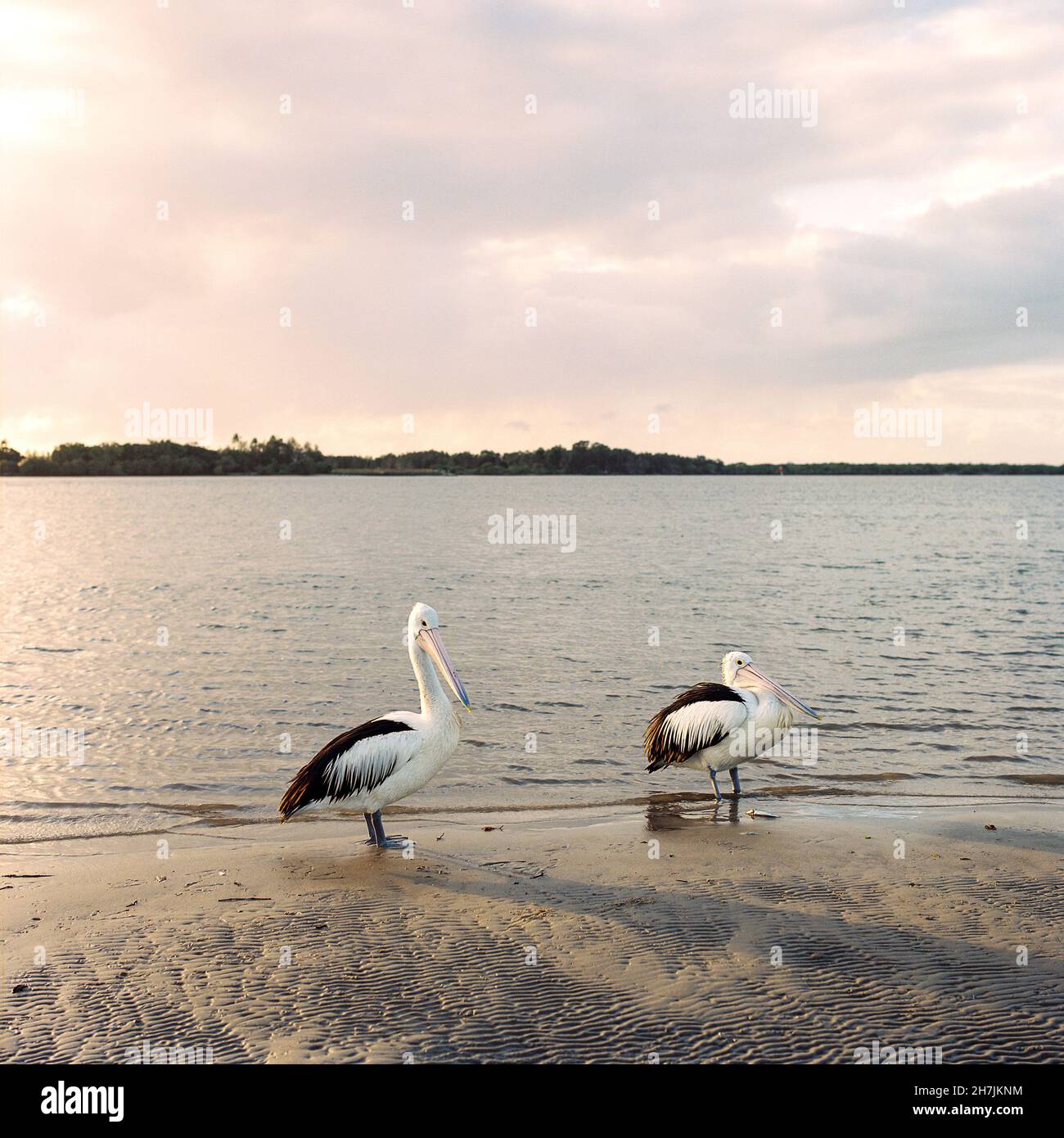 Cabbage tree point hi-res stock photography and images - Alamy